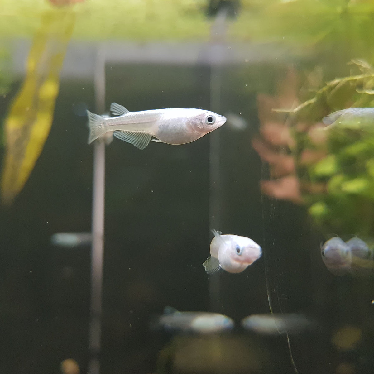 Japanese Rice Fish (Platinum Medaka) - Buy Online – Sydney Aquascapes