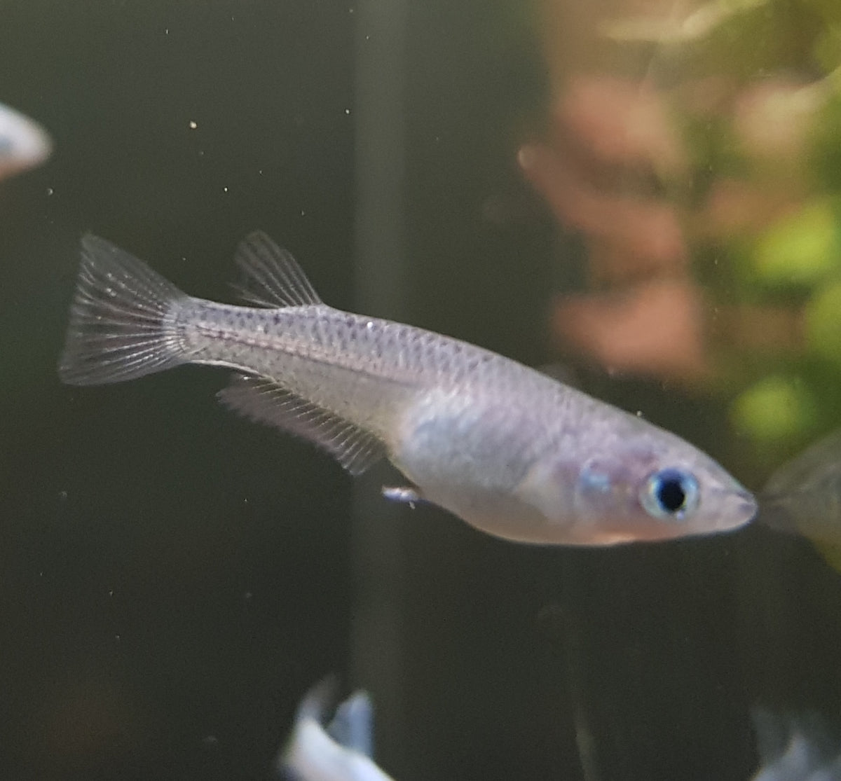 Japanese Rice Fish (Platinum Medaka) - Buy Online – Sydney Aquascapes