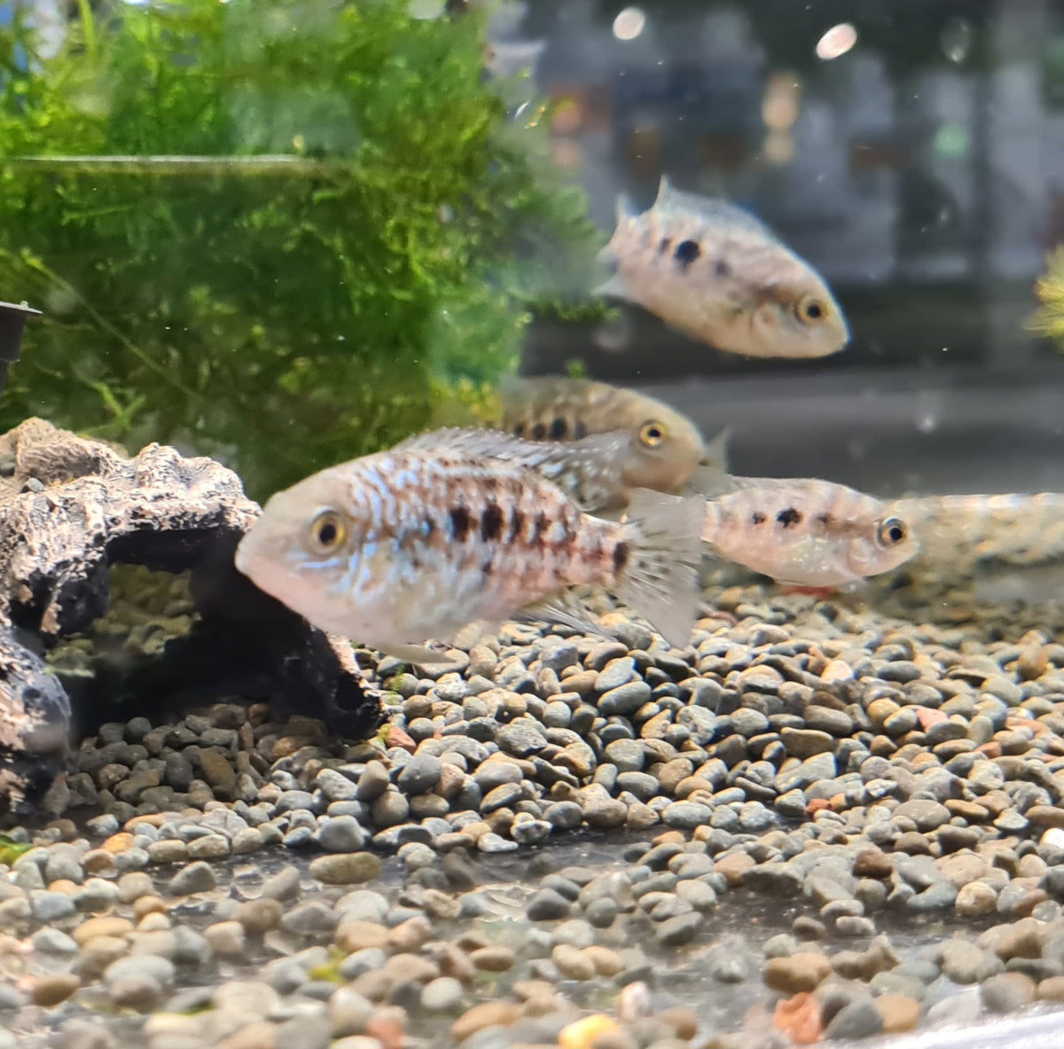 Blue Texas Cichlid- Buy Online – Sydney Aquascapes