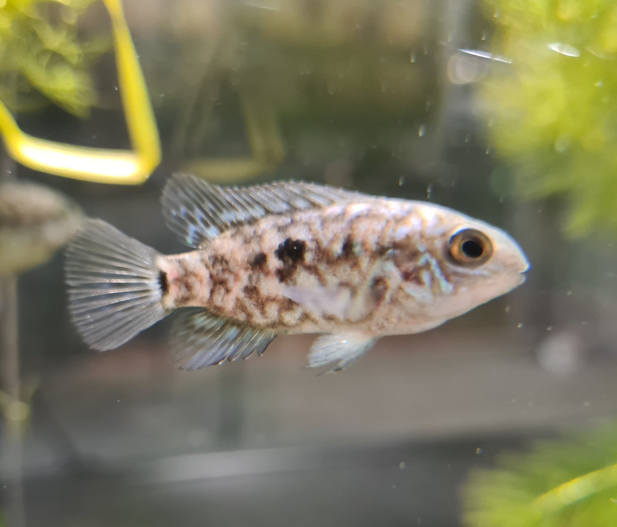 Blue Texas Cichlid- Buy Online – Sydney Aquascapes