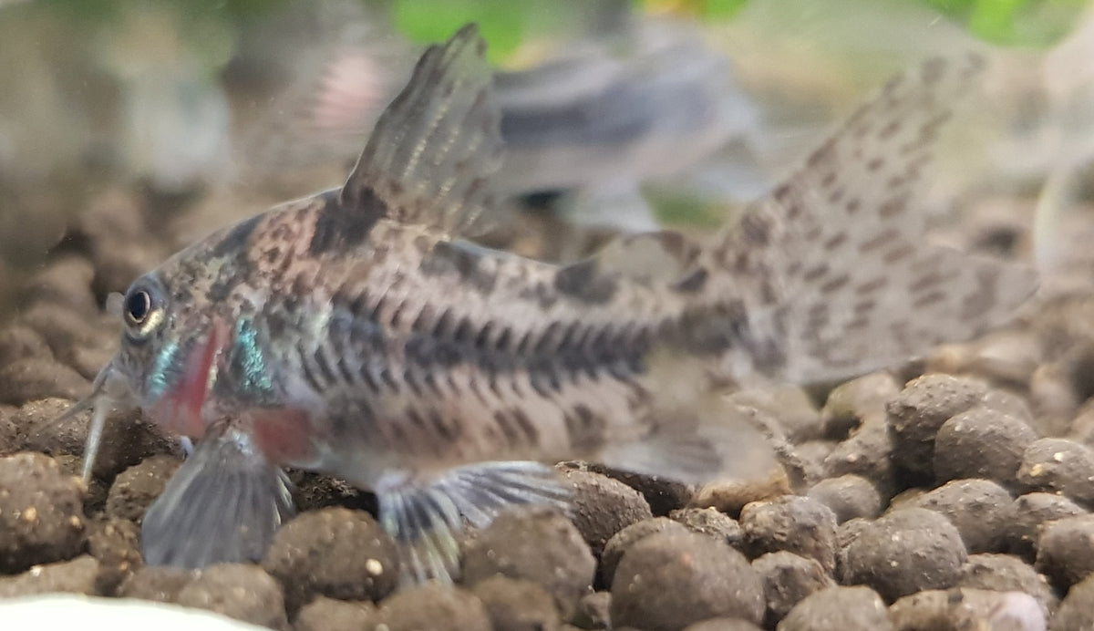 Corydoras Paleatus (Peppered Cory) – Sydney Aquascapes