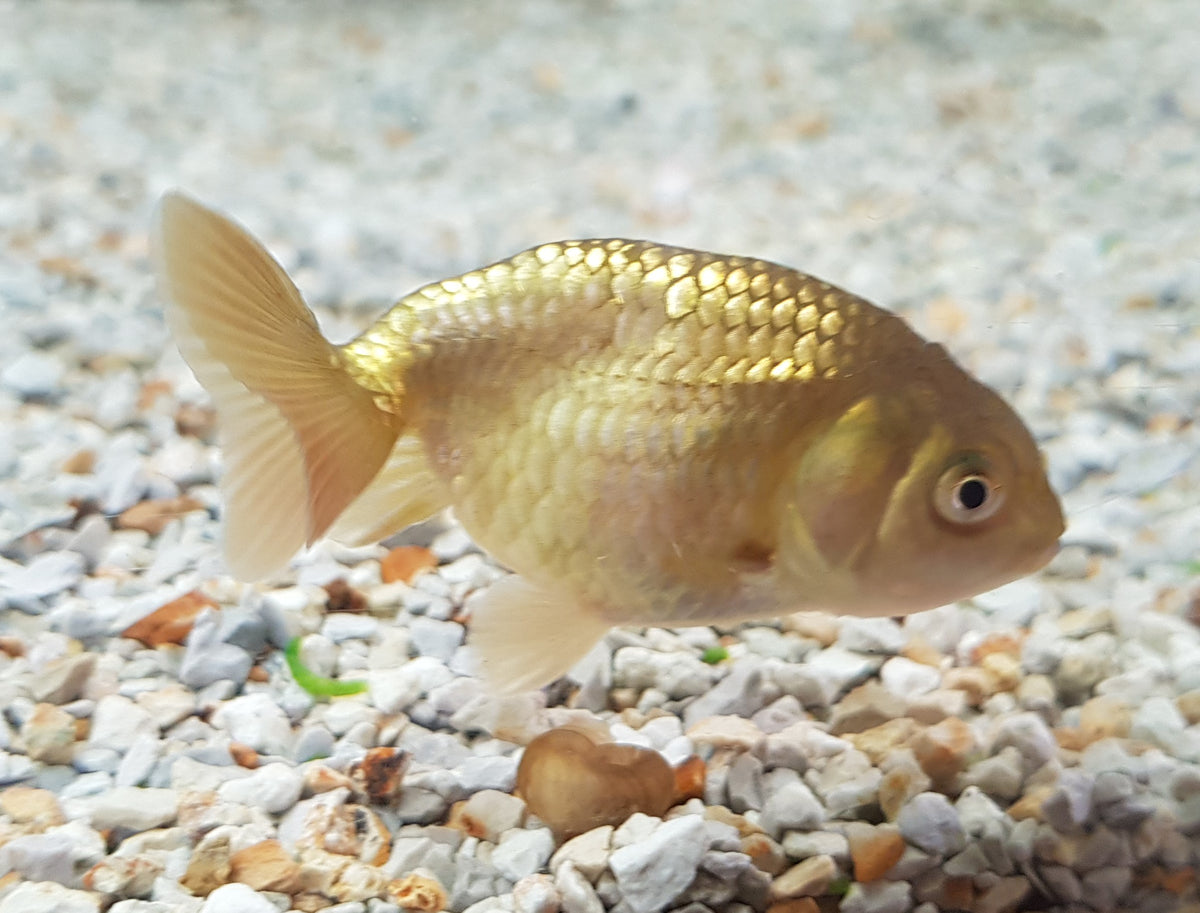 Goldfish- Black Bronze Ranchu small – Sydney Aquascapes