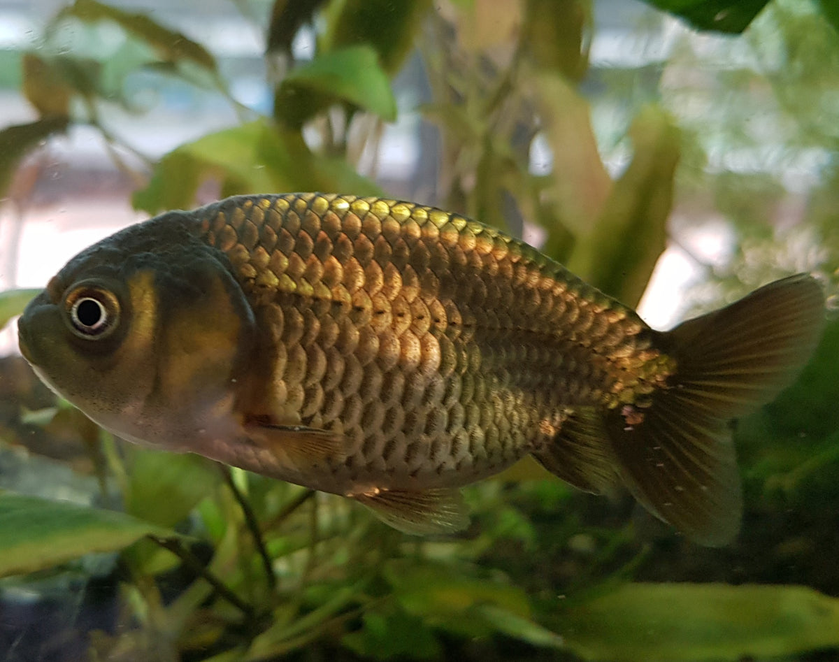 Goldfish- Black Bronze Ranchu small – Sydney Aquascapes