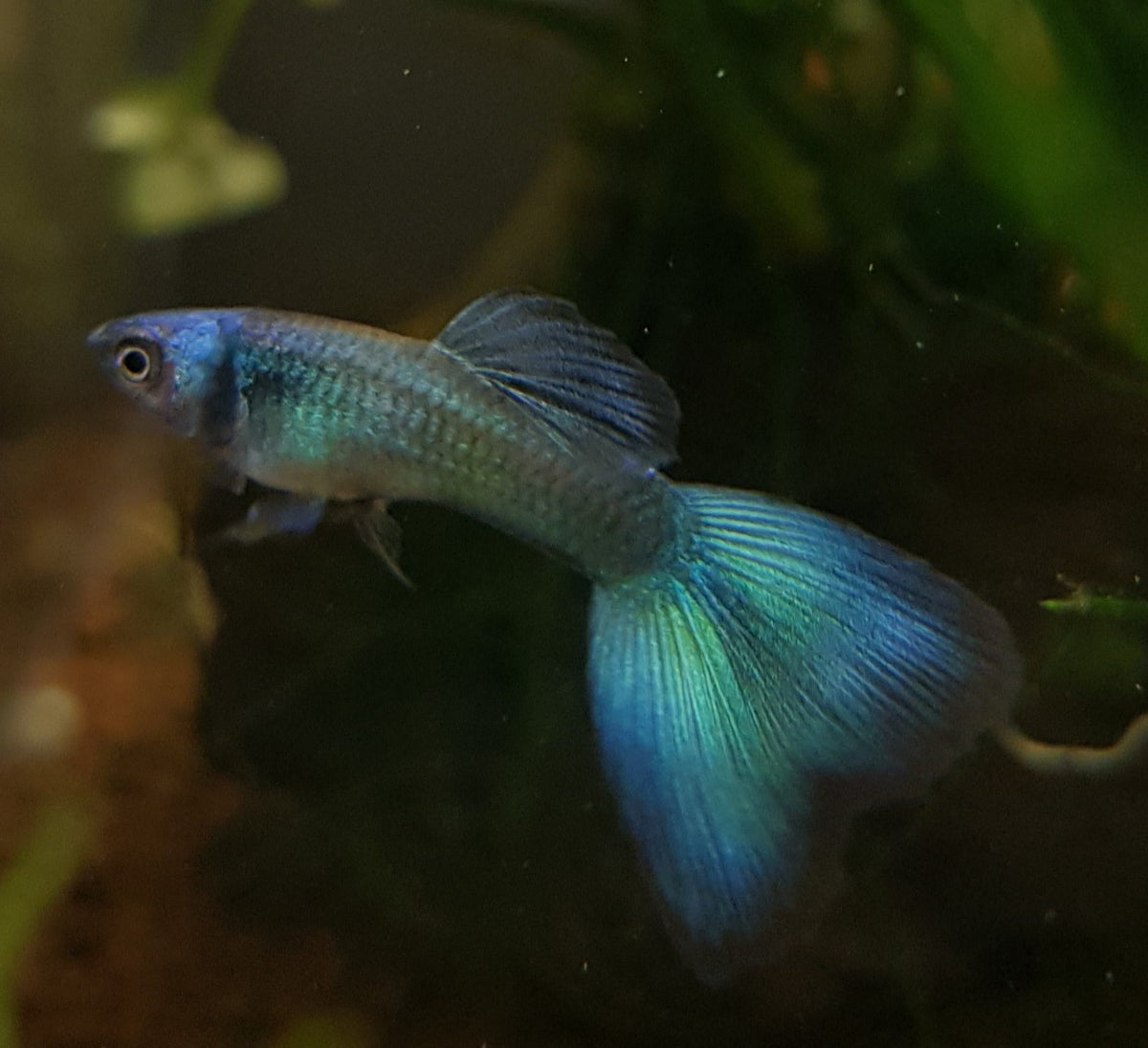 Blue/Green Moscow Guppy - Buy Online – Sydney Aquascapes