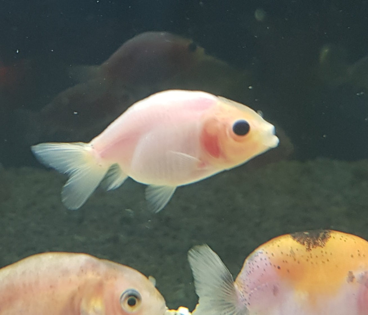 Goldfish- Assorted White/Pink Ranchu small – Sydney Aquascapes