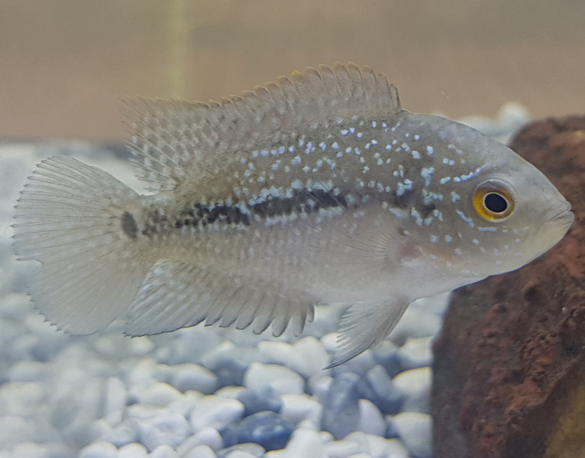 Super Red Dragon Flowerhorn Juvenile Cichlid- Buy Online – Sydney ...