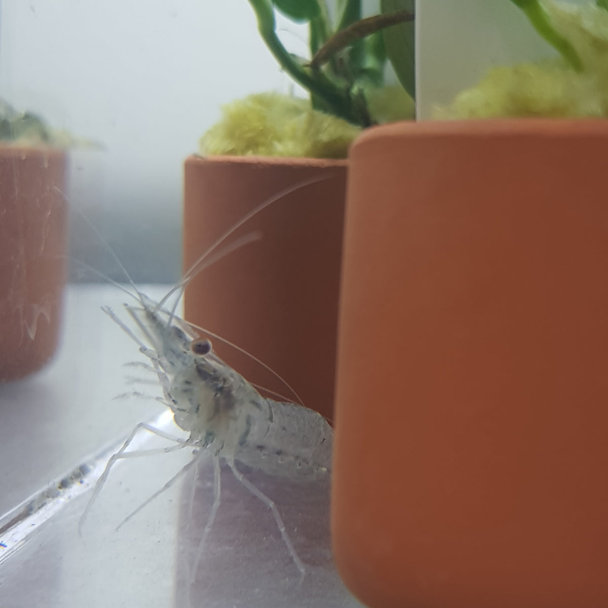 Native Glass Shrimp for Aquarium fish tank. Great tank cleaners ...