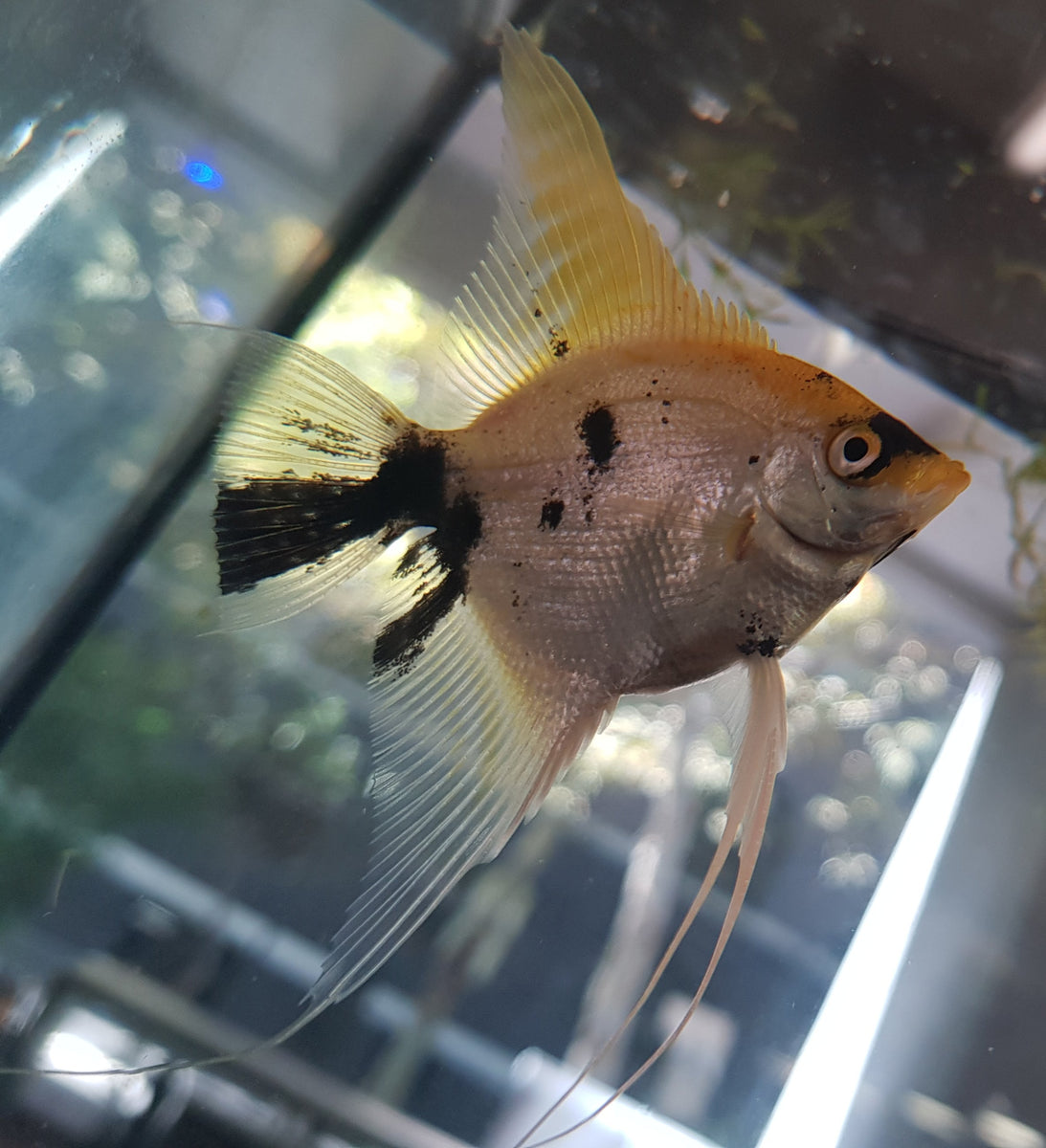 Assorted Angelfish Large – Sydney Aquascapes