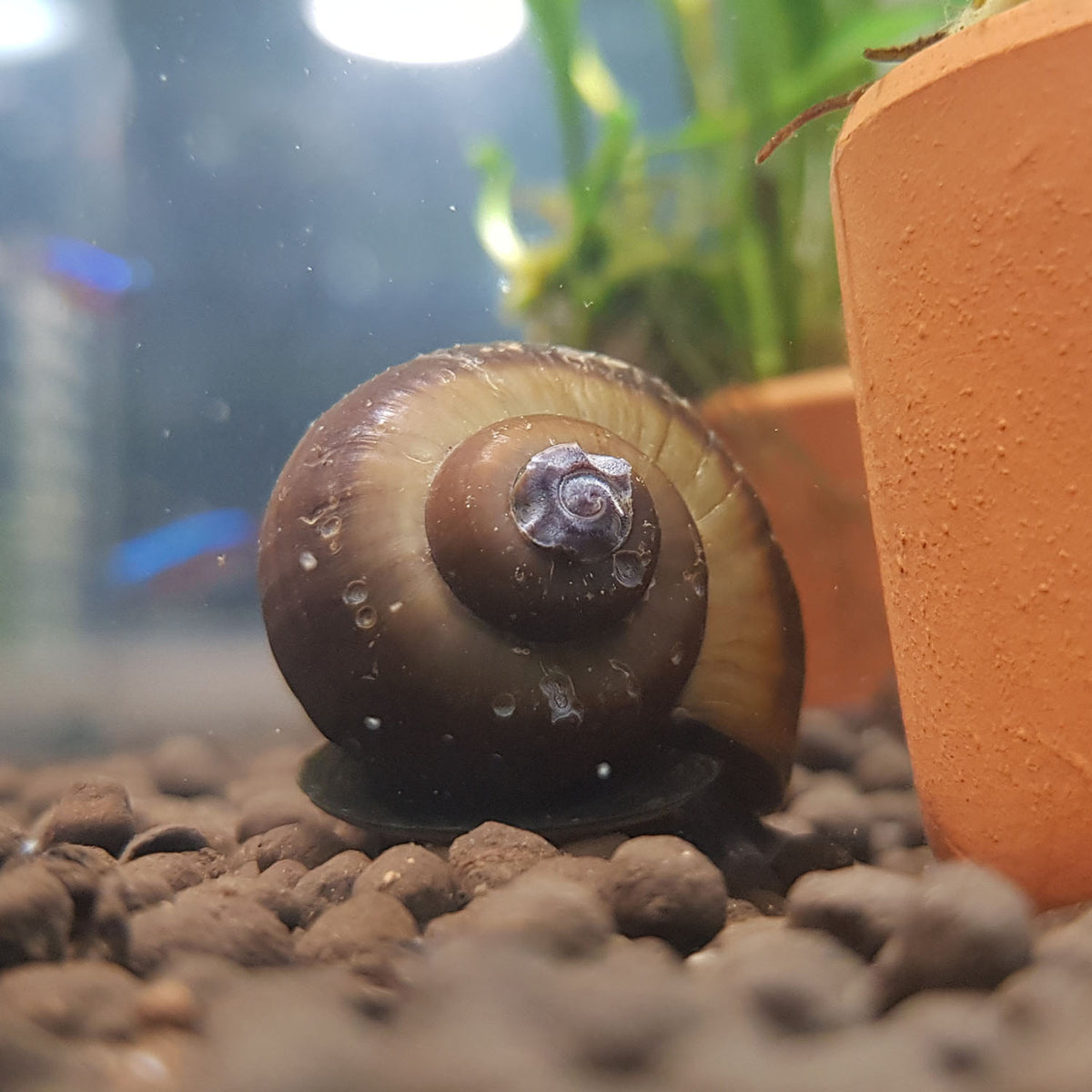 Black Foot Mystery Snail - Great Tank Cleaners! – Sydney Aquascapes