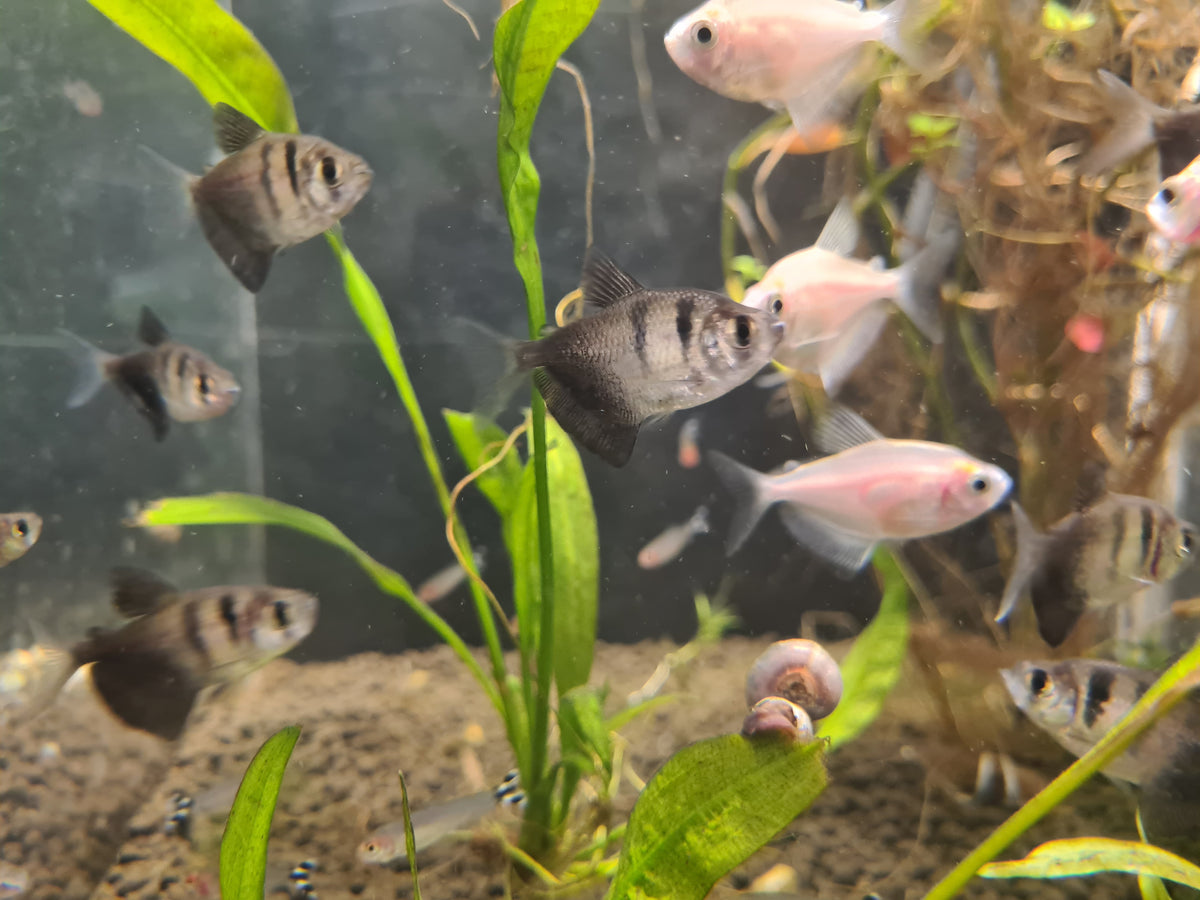 Black Widow Tetra - Buy Online – Sydney Aquascapes