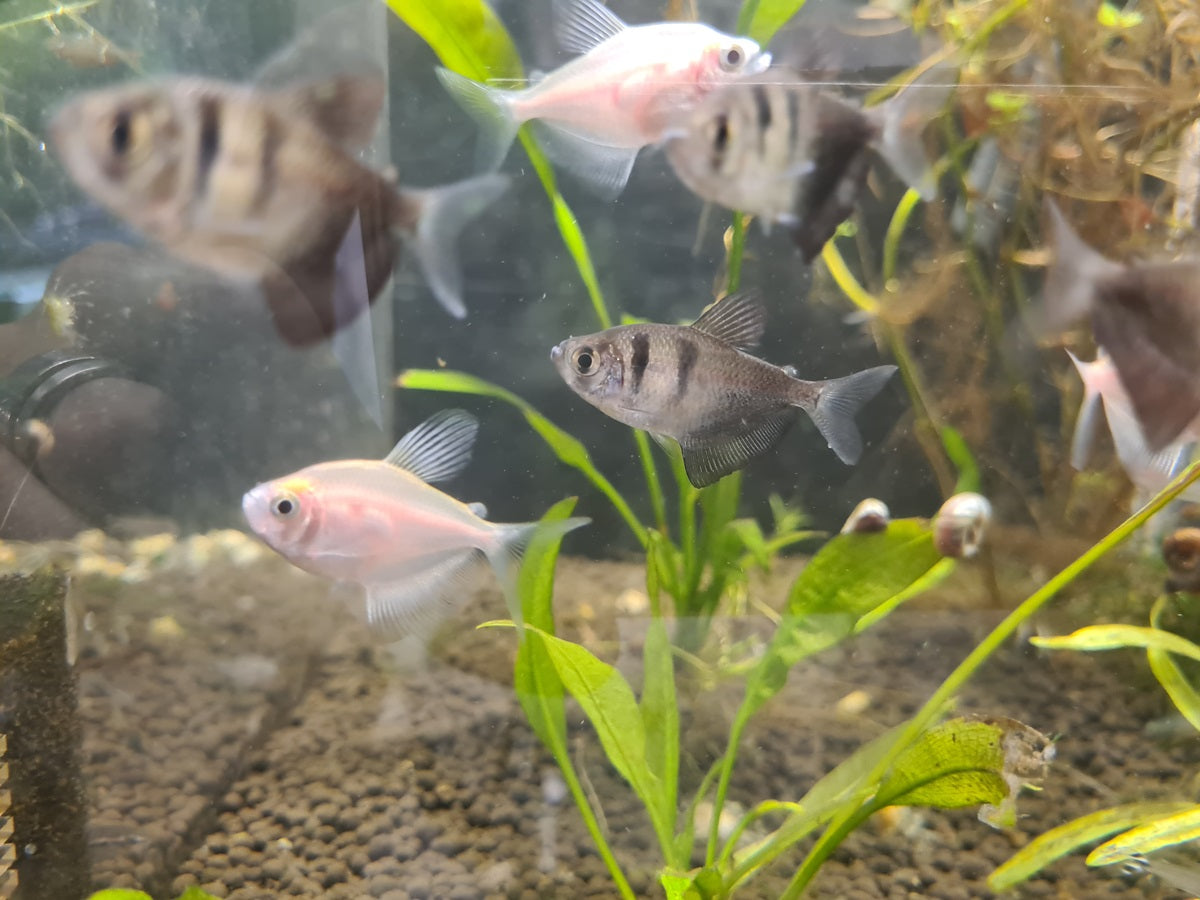 Black Widow Tetra - Buy Online – Sydney Aquascapes