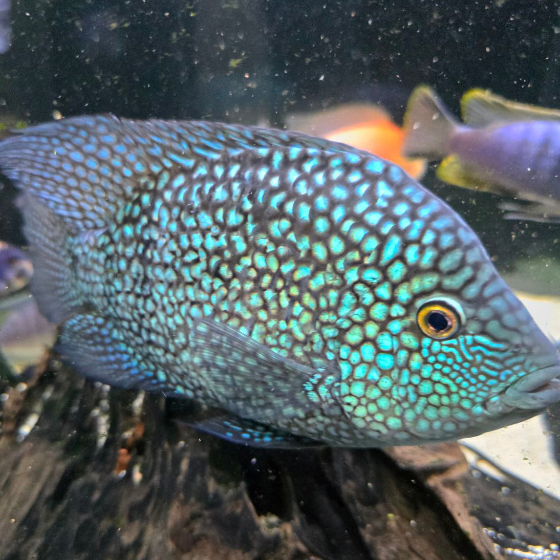 Blue Texas Cichlid- Buy Online – Sydney Aquascapes