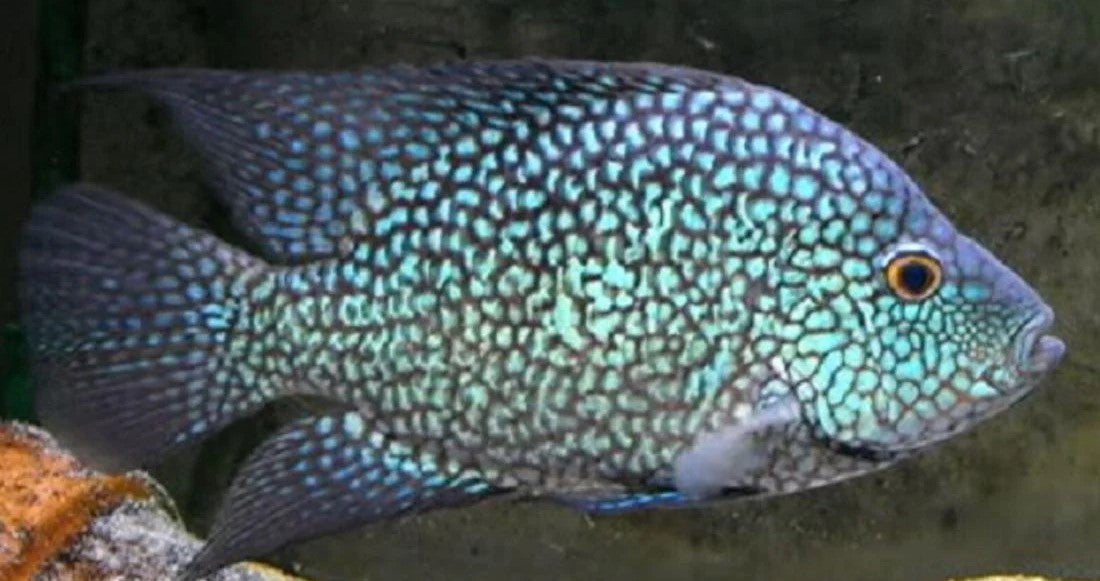Blue Texas Cichlid- Buy Online – Sydney Aquascapes