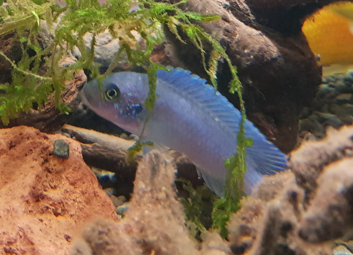 Cobalt Blue Clchlid - Buy Online – Sydney Aquascapes