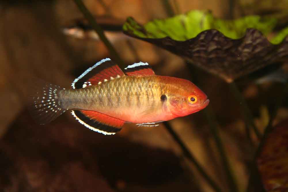 Empire gudgeon - Buy Online – Sydney Aquascapes
