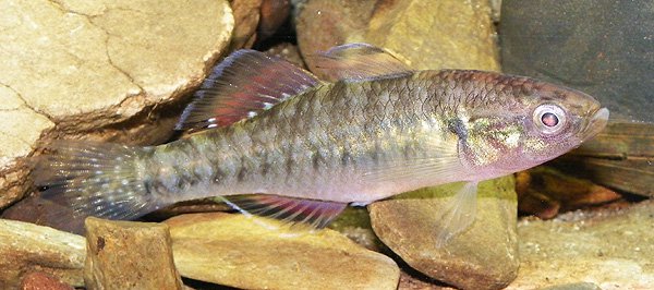 Empire gudgeon - Buy Online – Sydney Aquascapes