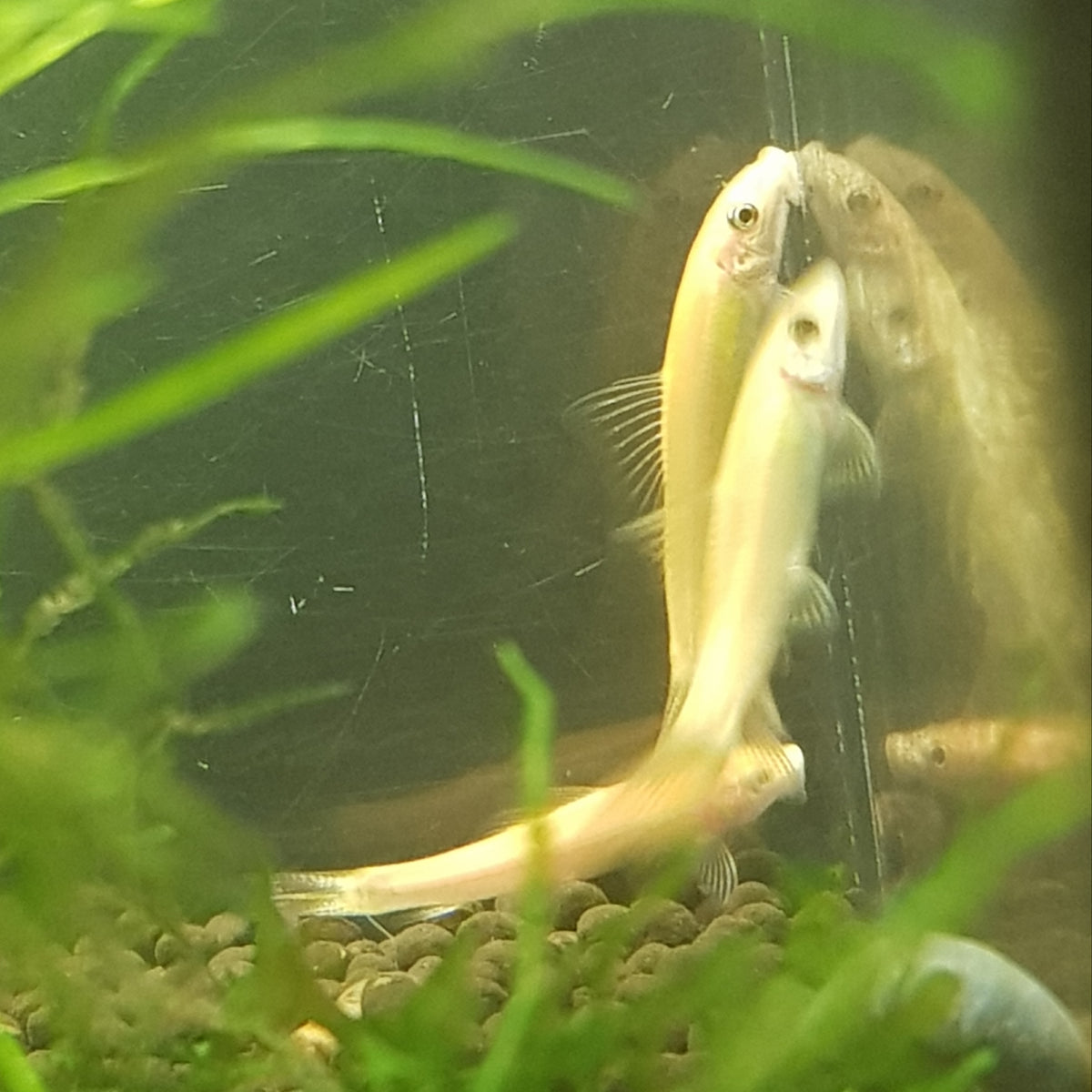 Gold Sucking Catfish – Sydney Aquascapes