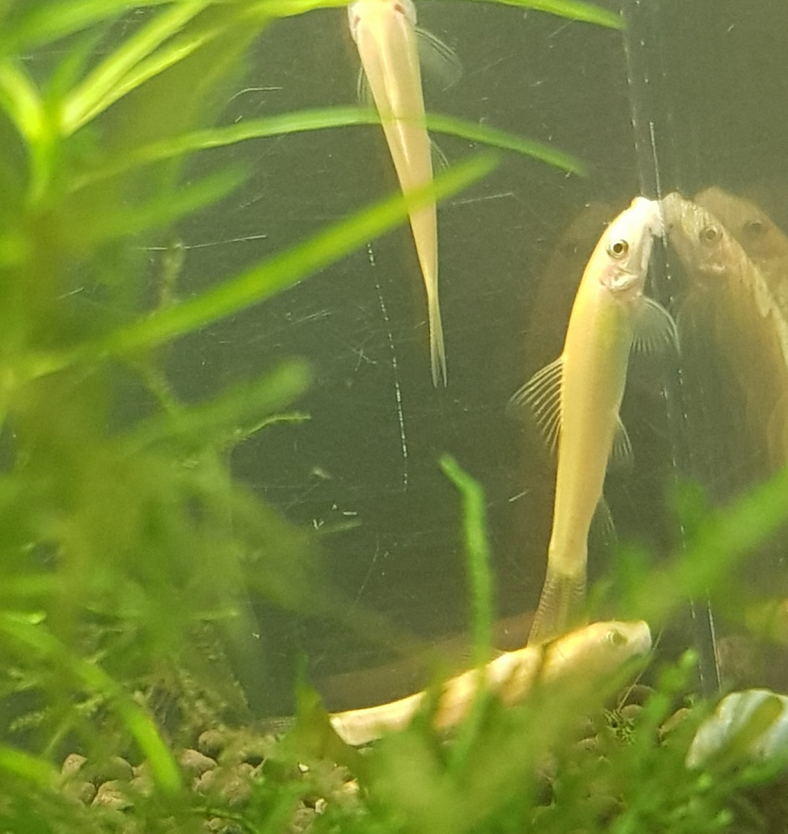 Gold Sucking Catfish – Sydney Aquascapes