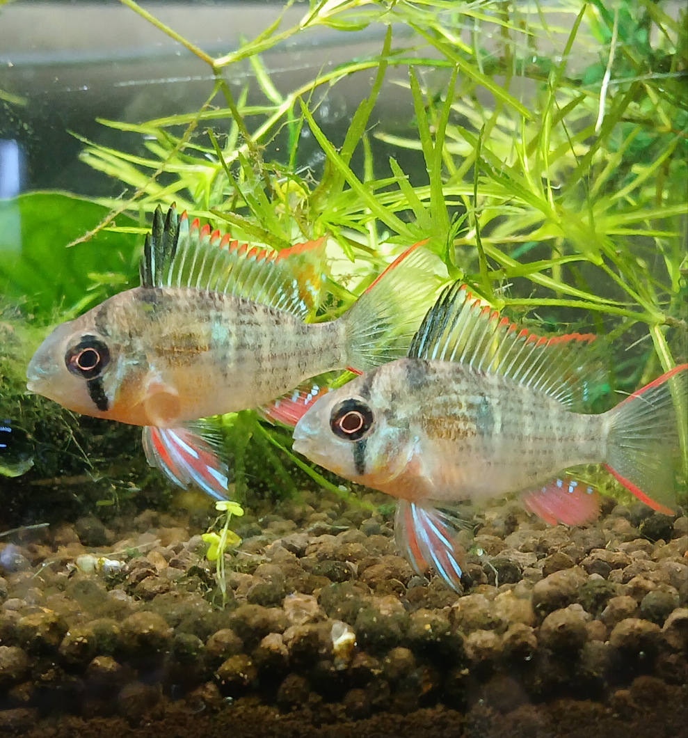 German Blue Ram Cichlid (Small) - Sydney Aquascapes