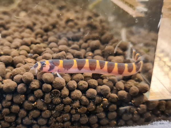 Striped Kuhli Loach – Sydney Aquascapes