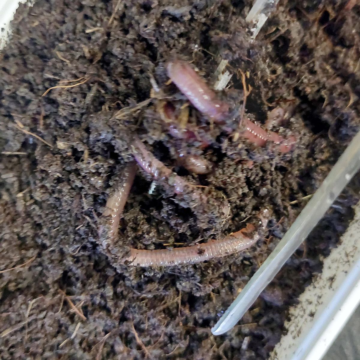 Live Worms African – Sydney Aquascapes