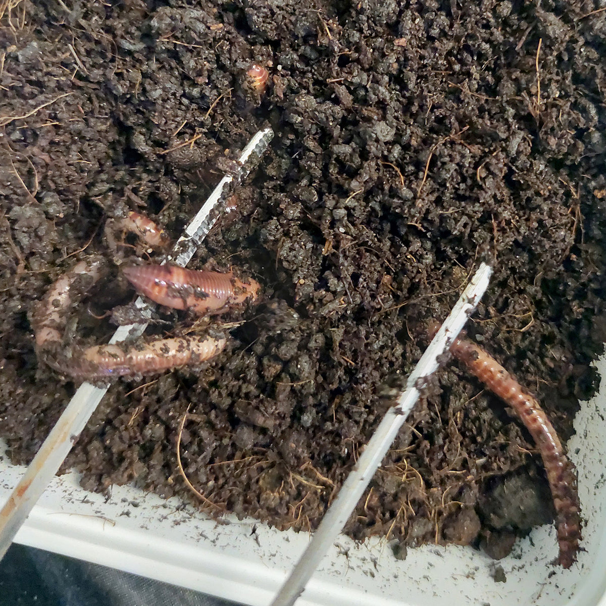 Live Worms European – Sydney Aquascapes