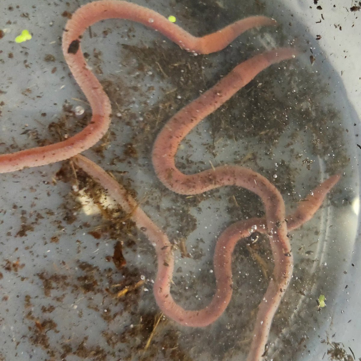 Live Worms European – Sydney Aquascapes