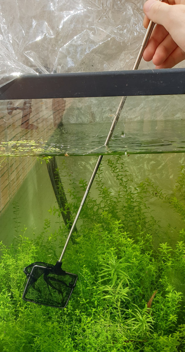 Small Circular Telescopic Stainless Steel Net – Sydney Aquascapes