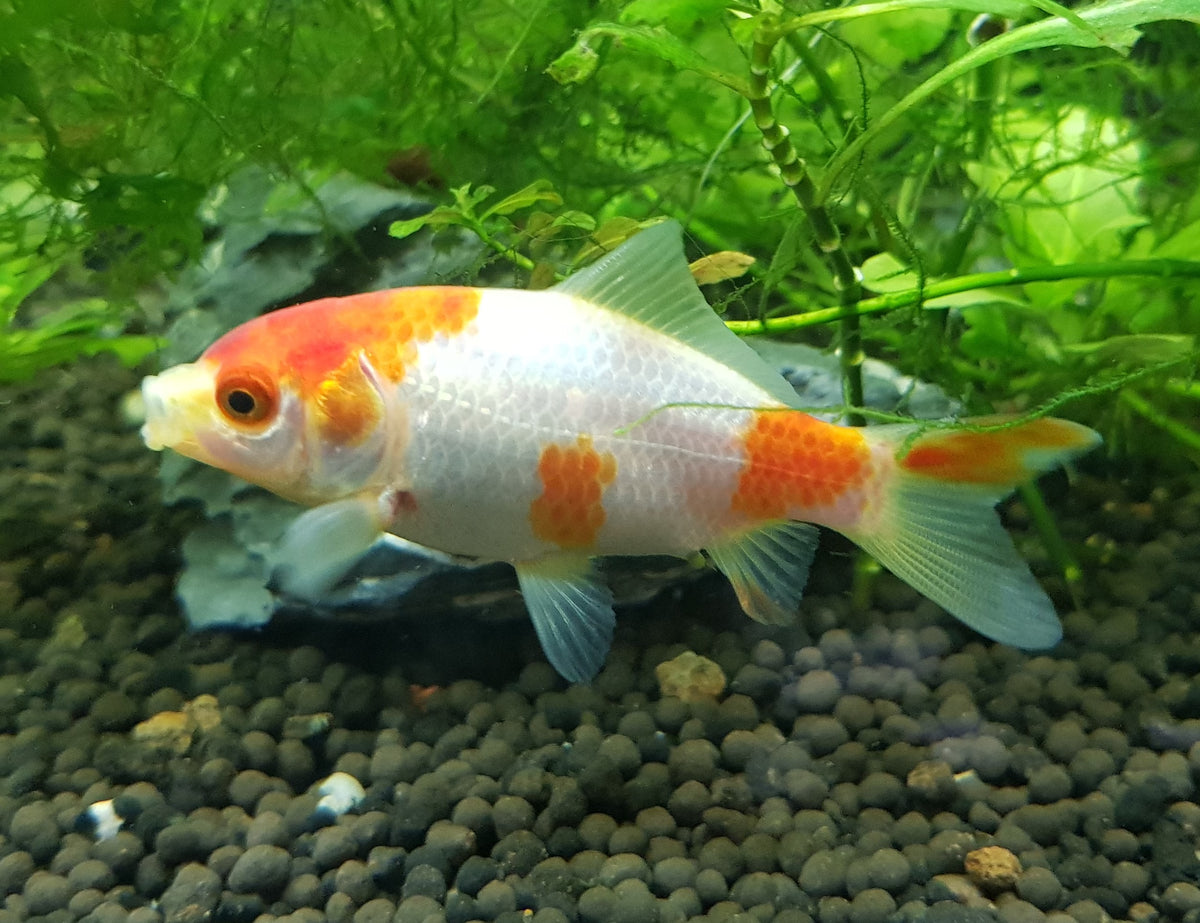 Goldfish - Red and White Comet – Sydney Aquascapes