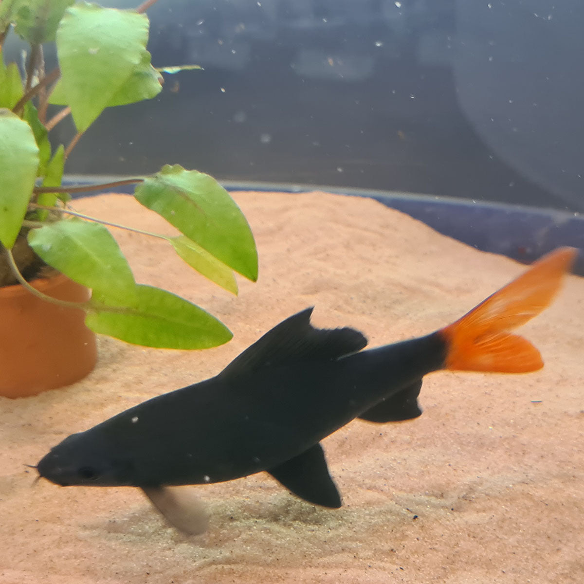 Red Tail Shark - Buy Online (Pick up only) – Sydney Aquascapes