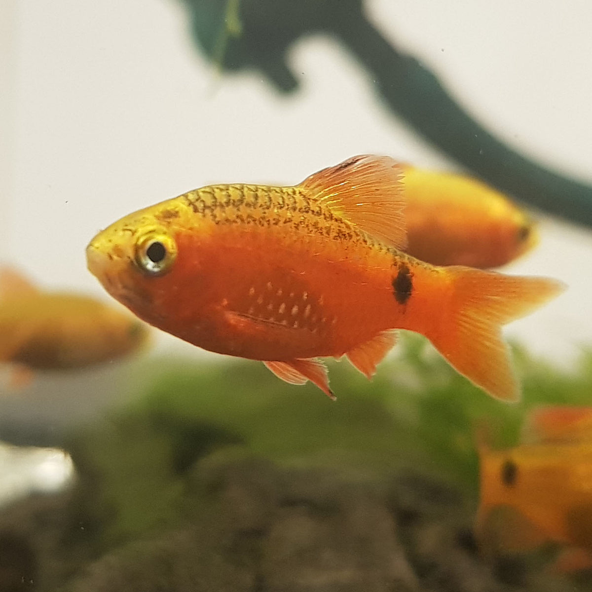 Rosy Barb - Buy Online – Sydney Aquascapes