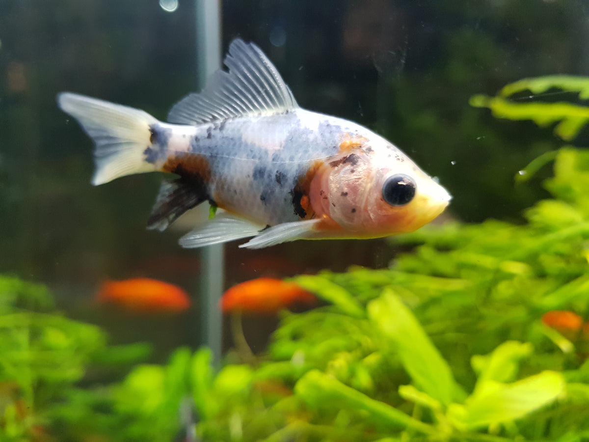 Goldfish - Shubunkin – Sydney Aquascapes