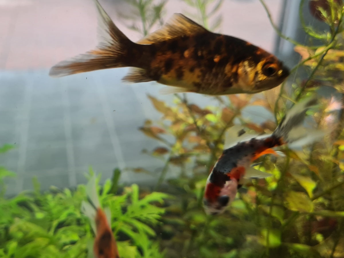 Goldfish - Shubunkin – Sydney Aquascapes