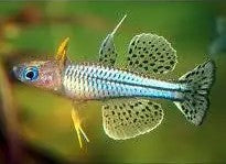 Spotted Blue Eye Fish - Buy Online – Sydney Aquascapes