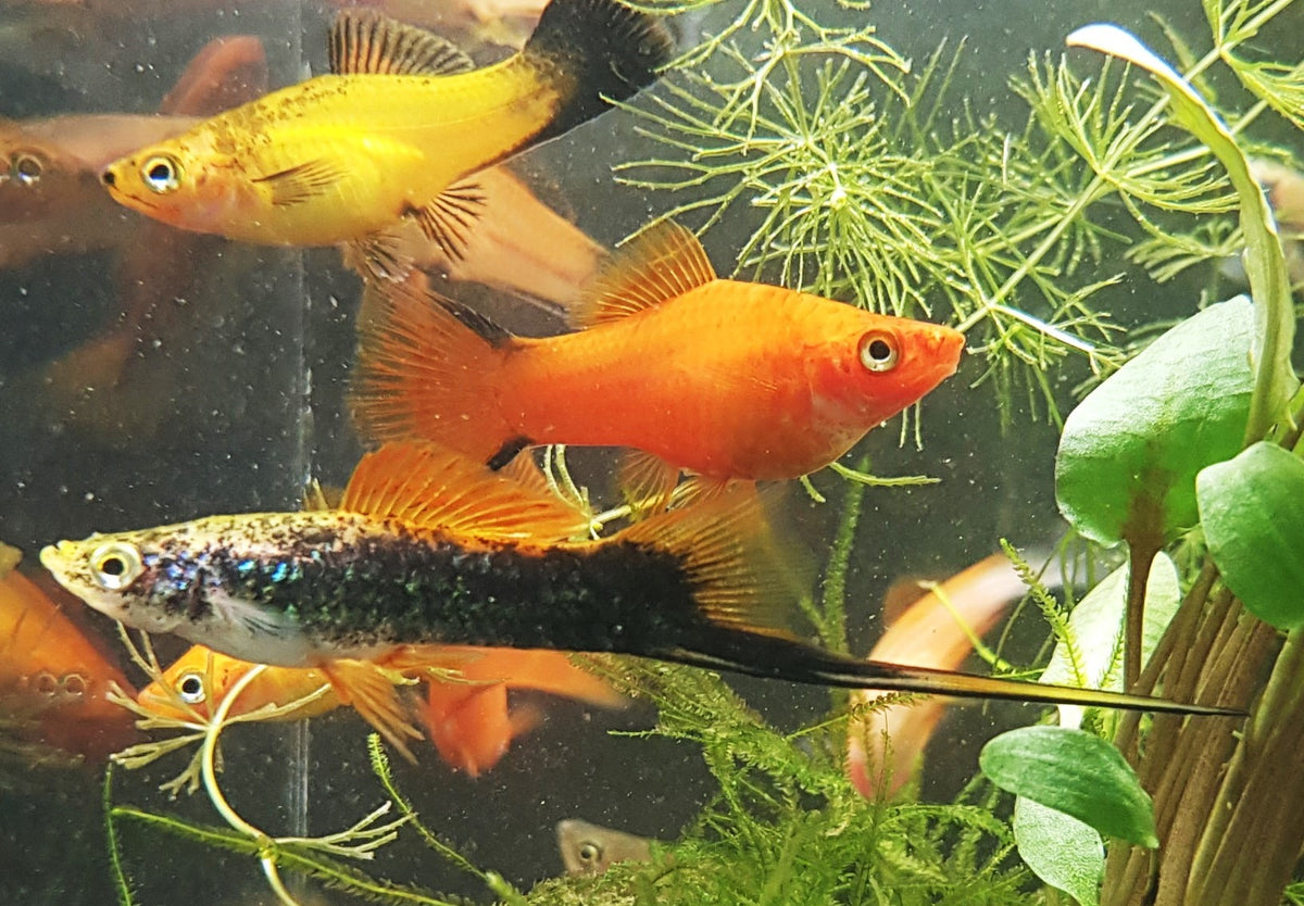 Swordtail - Buy Online – Sydney Aquascapes