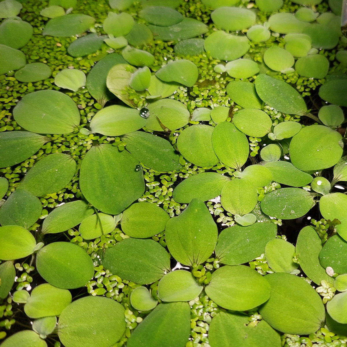 Giant Water Spangles – Sydney Aquascapes