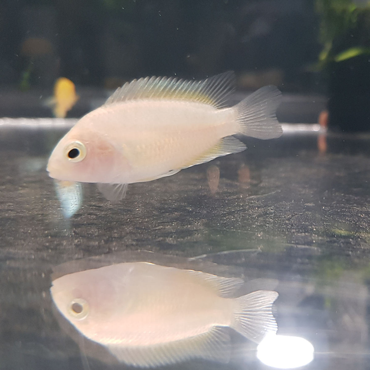 White Convict Cichlid - Buy Online – Sydney Aquascapes
