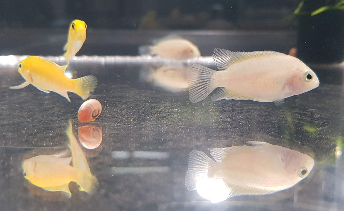 White Convict Cichlid - Buy Online – Sydney Aquascapes