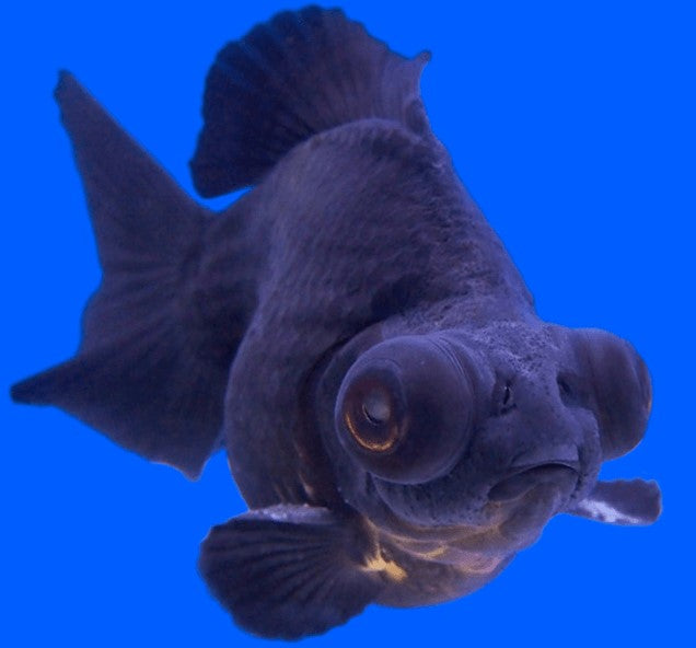 Goldfish - Black Butterfly Telescope Large (7cm - 9cm) – Sydney Aquascapes