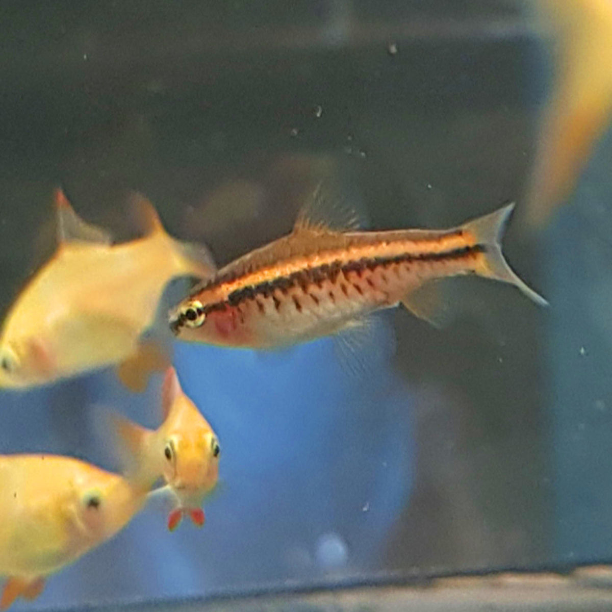 Cherry Barb - Buy Online – Sydney Aquascapes