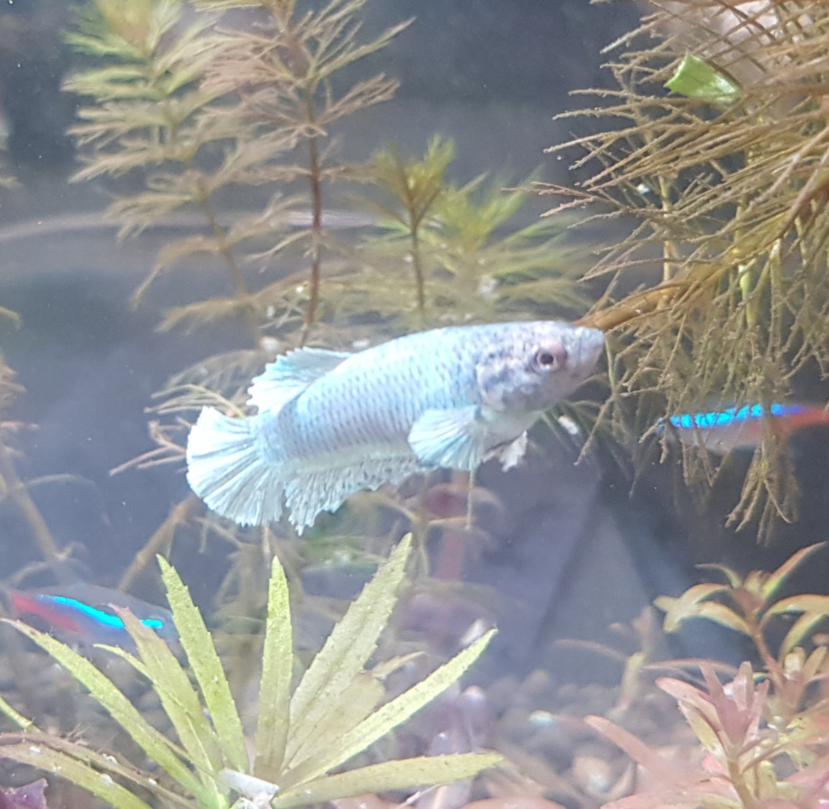 Assorted Female Betta – Sydney Aquascapes