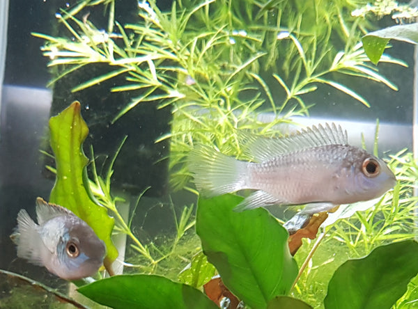 Electric Blue Acara Lifespan Behavior Care Breeding Comprehensive