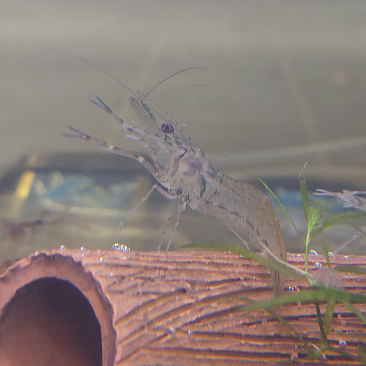 Native Glass Shrimp for Aquarium fish tank. Great tank cleaners ...