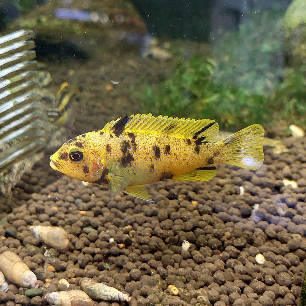 Ob Peacock Marble Cichlid - Buy Online – Sydney Aquascapes