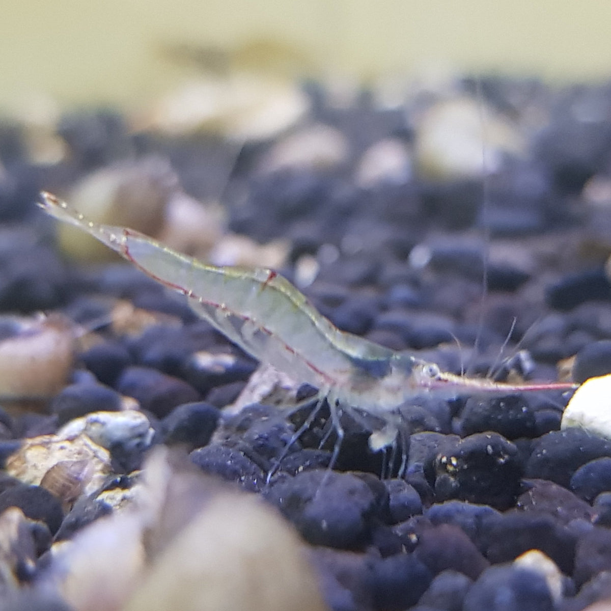 Native Algae Eating Shrimp for Aquarium fish tank. Great tank cleaners ...
