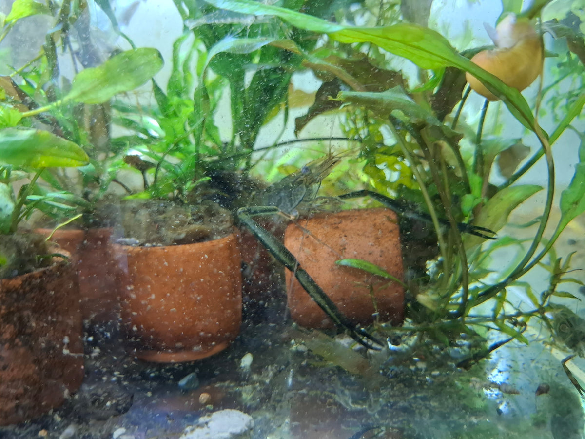 Native Glass Shrimp for Aquarium fish tank. Great tank cleaners ...