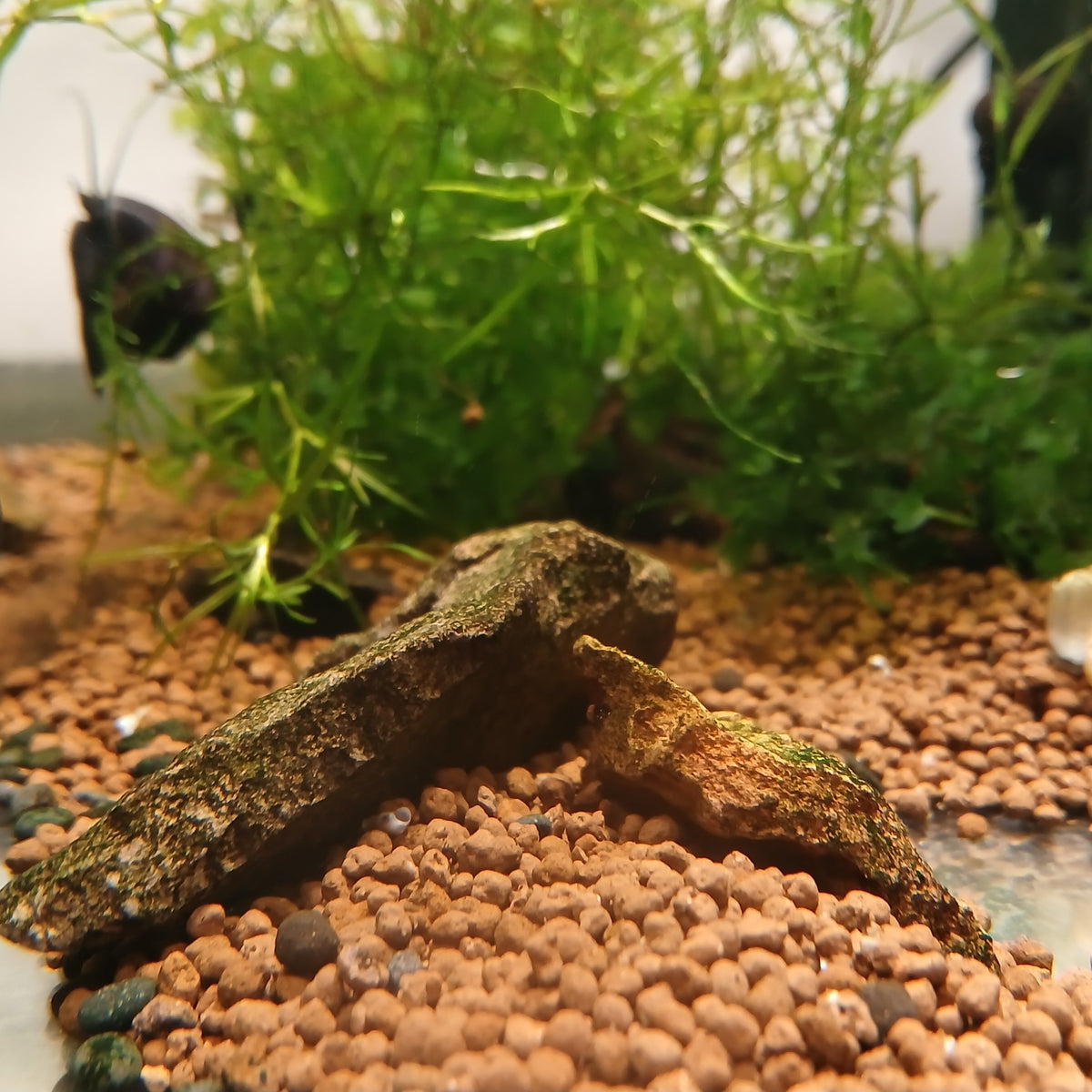 Nisso Custom Soil Plant Brown 1 Litre – Sydney Aquascapes