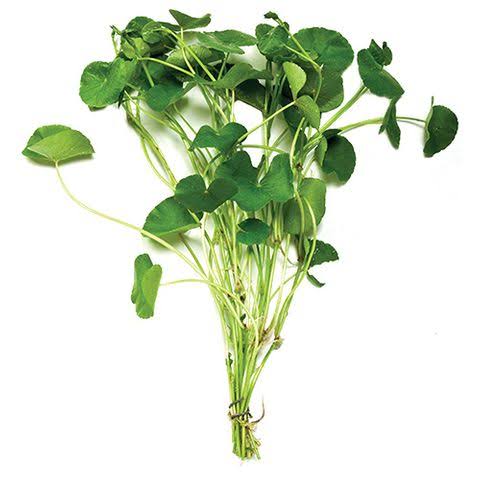 Giant Cardamine - Buy online delivered to your door – Sydney Aquascapes