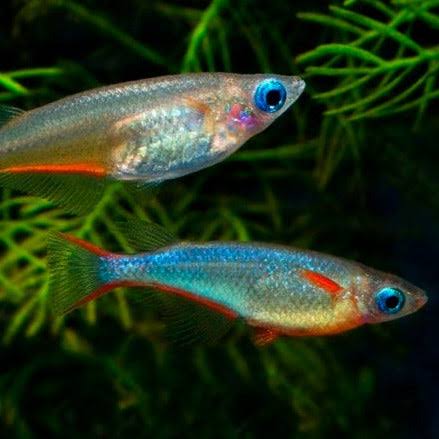 Japanese Rice Fish (Platinum Medaka) - Buy Online – Sydney Aquascapes