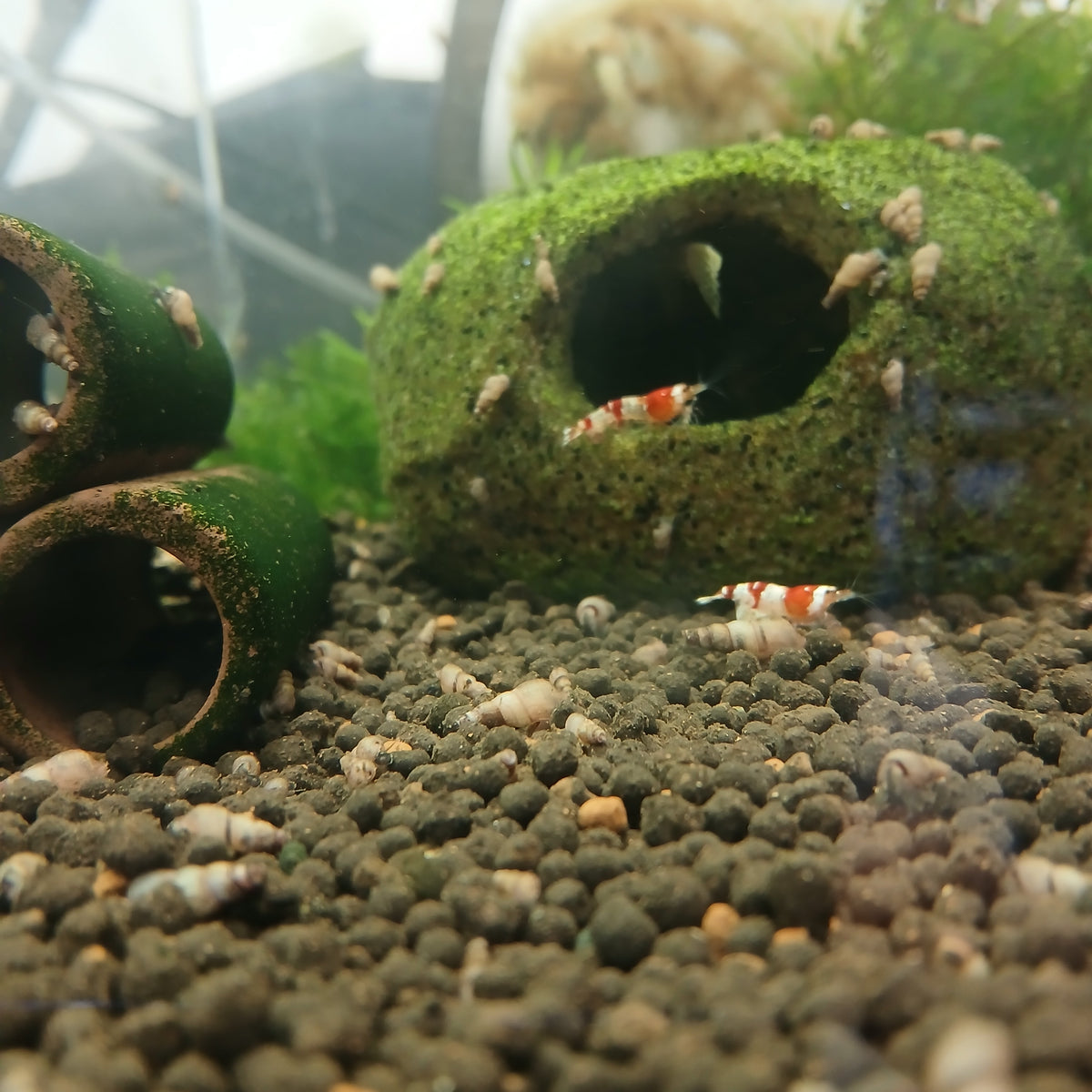 Nisso Custom Soil Shrimp Black 1 Litre – Sydney Aquascapes